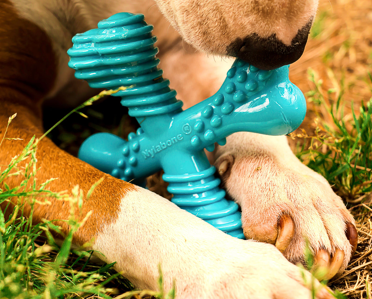 Nylabone – Diamond Pet Supplies